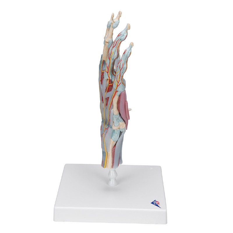 Hand Skeleton Model w/ Ligaments & Muscles | Health and Care